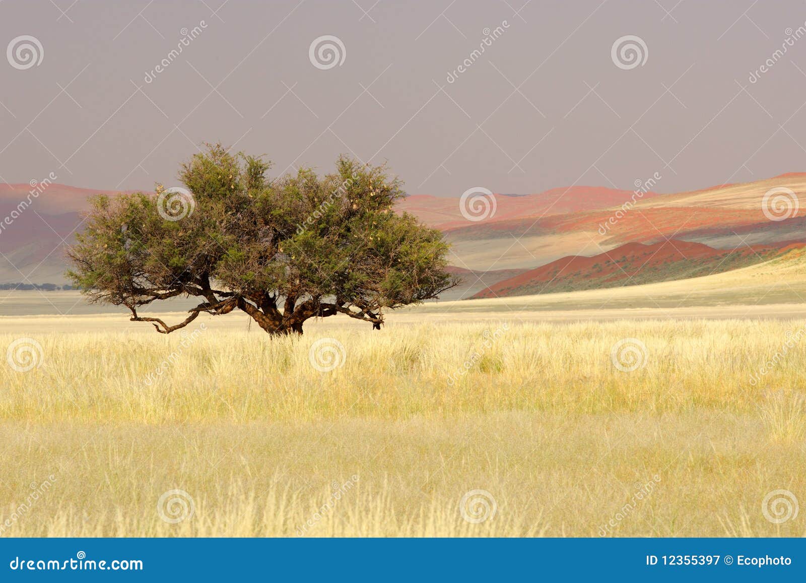 African Acacia Tree Long Needles Royalty-Free Stock Photography ...