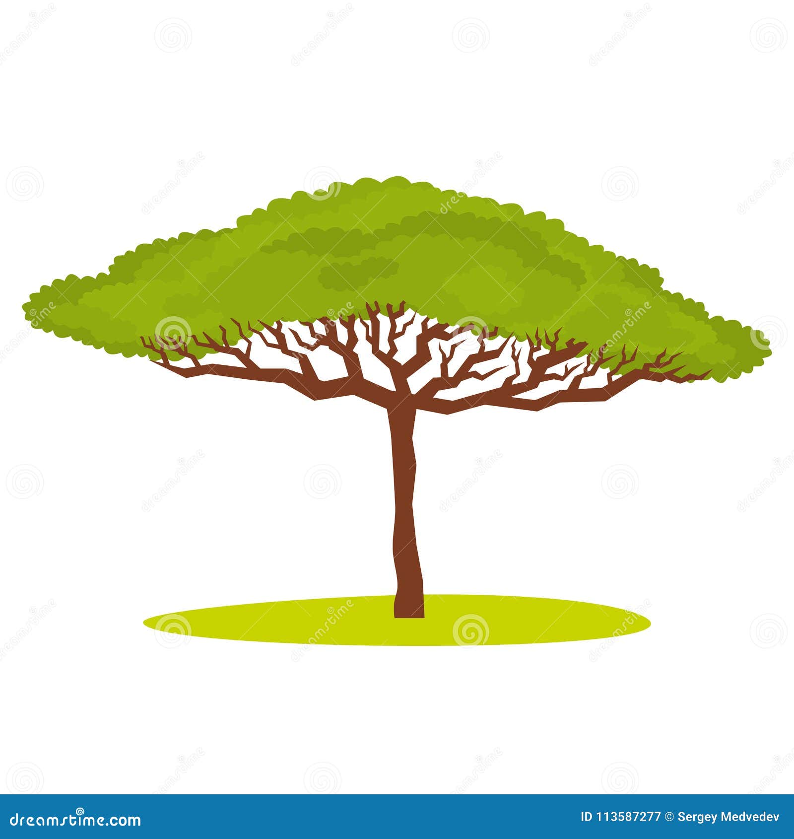African Acacia tree Vector stock illustration. Illustration of summer ...