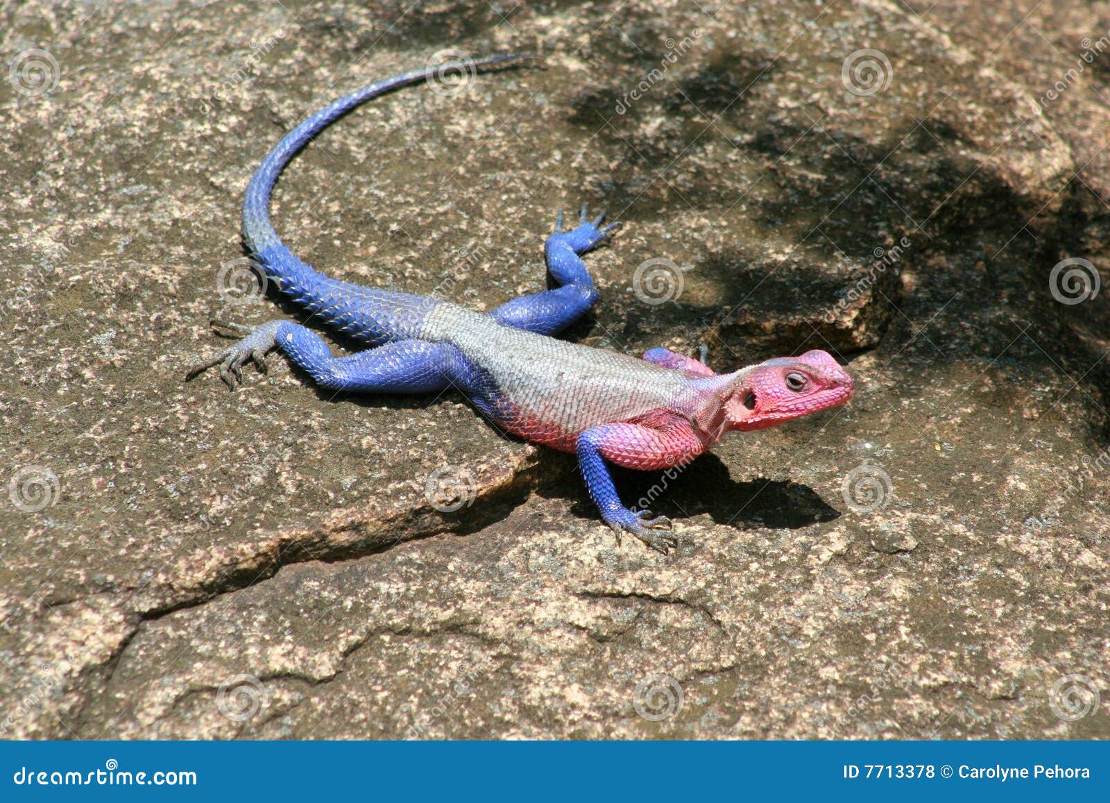 Purple Lizard Species