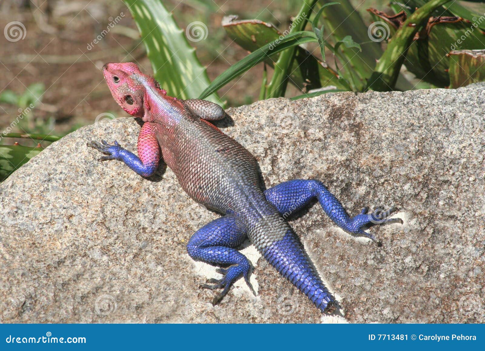 African Agama Lizard stock image. Image of organism, fauna - 7713481