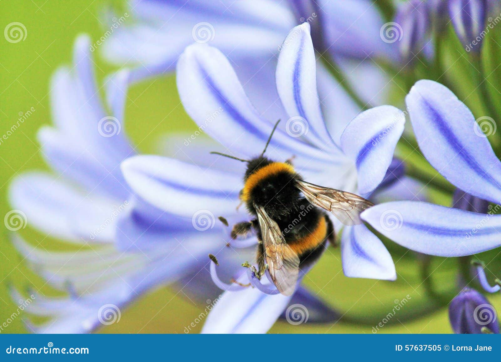 African Agapanthus (Agapathus Africanus) with Bumble Bee, Stock, Photo ... African Agapanthus (Agapathus Africanus) with Bumble Bee, Stock, Photo ...