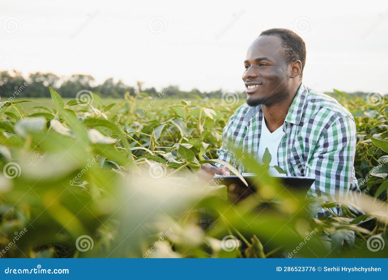 An African Agronomist in a Soybean Field Examines the Crop. Stock Photo ...