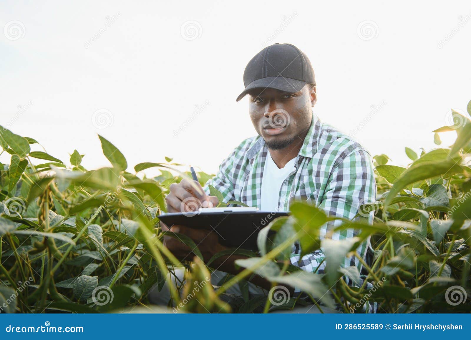 An African Agronomist in a Soybean Field Examines the Crop. Stock Image ...