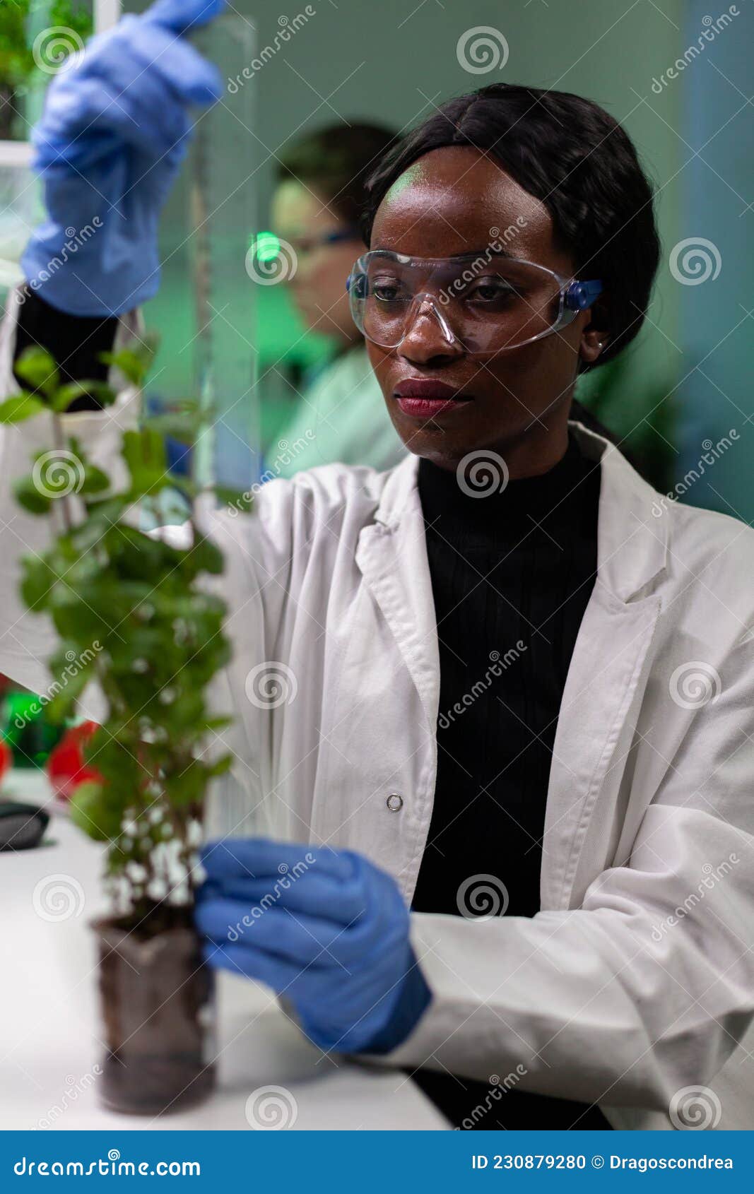 African American Biologist Researcher Measuring Sapling Using Ruler ...