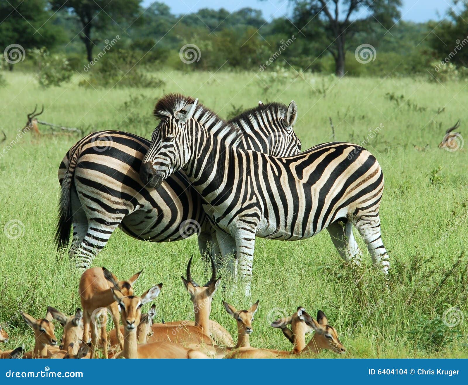 African Animals stock photo. Image of design, herbivore - 6404104