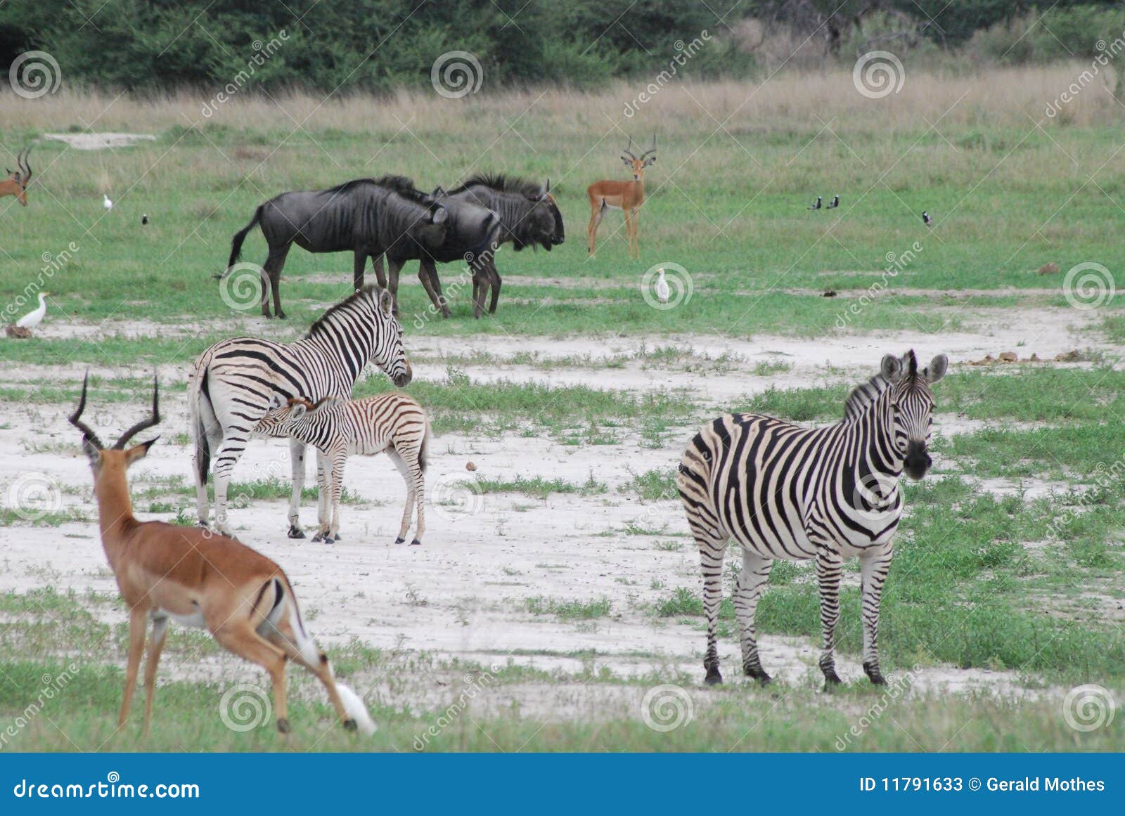 African Animals in a field stock image. Image of nature - 11791633