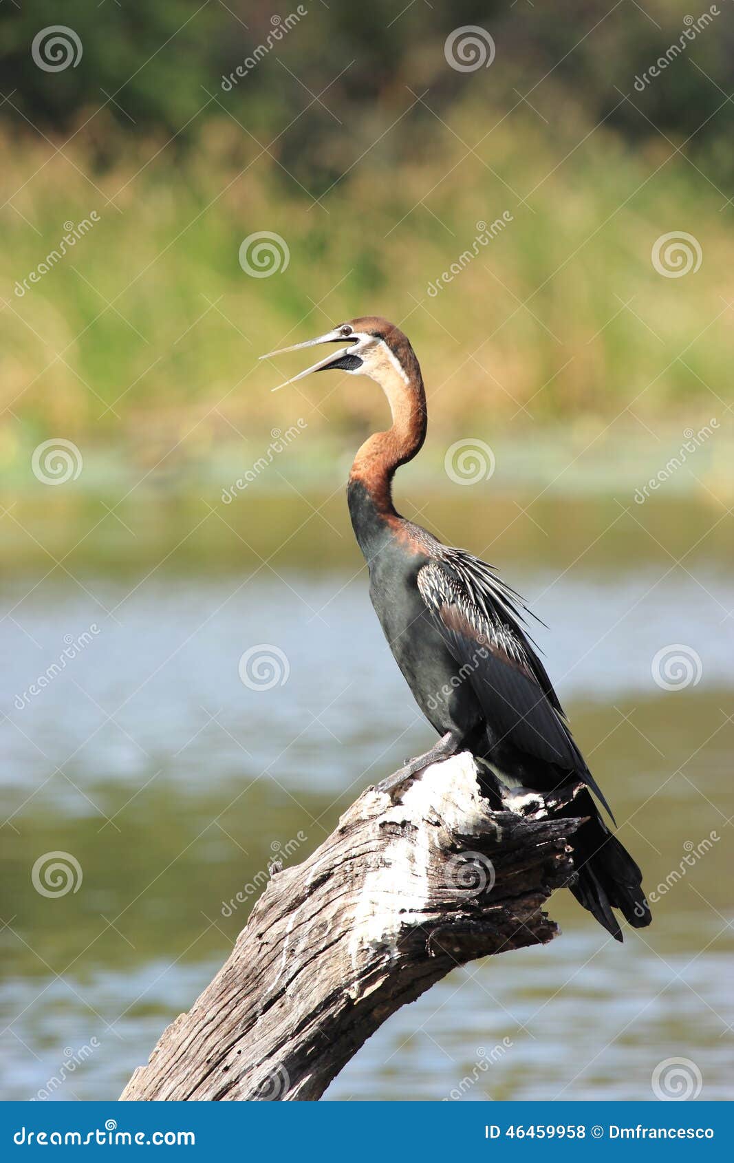 African aninga stock photo. Image of behaviour, southern - 46459958