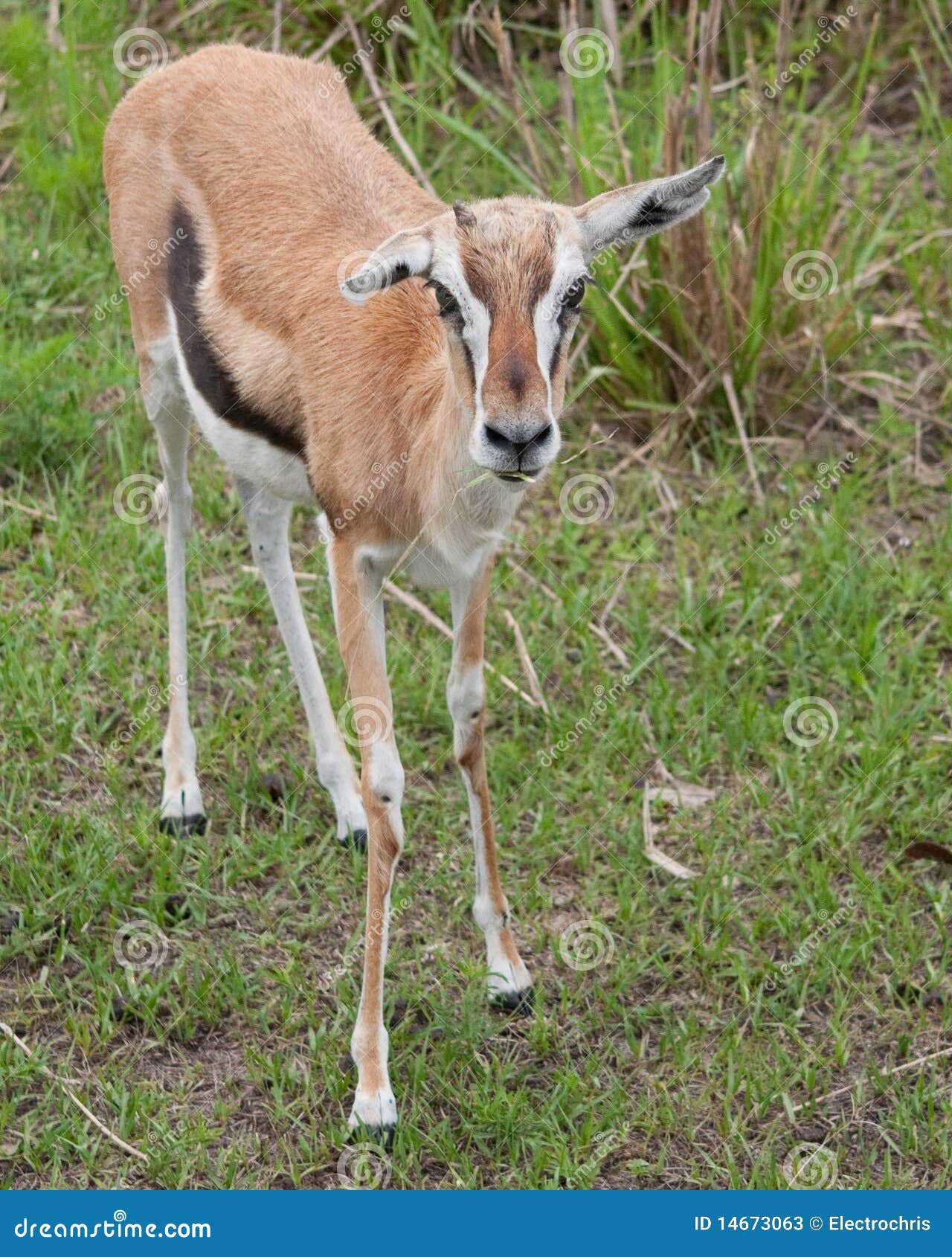 African Antelope stock image. Image of buck, herbivore - 14673063