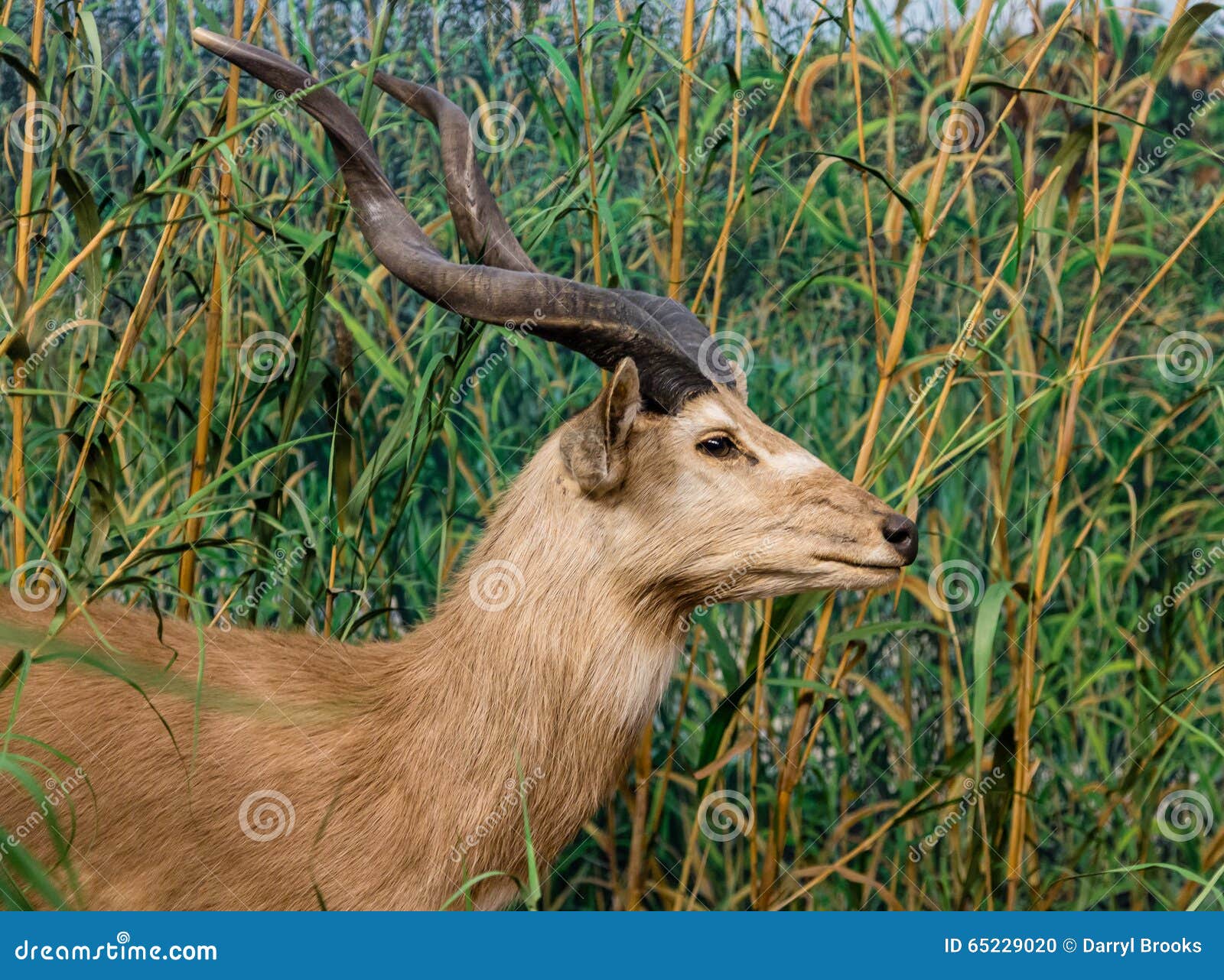 African Antelope in Green Grass Stock Photo - Image of mammal, wild ...