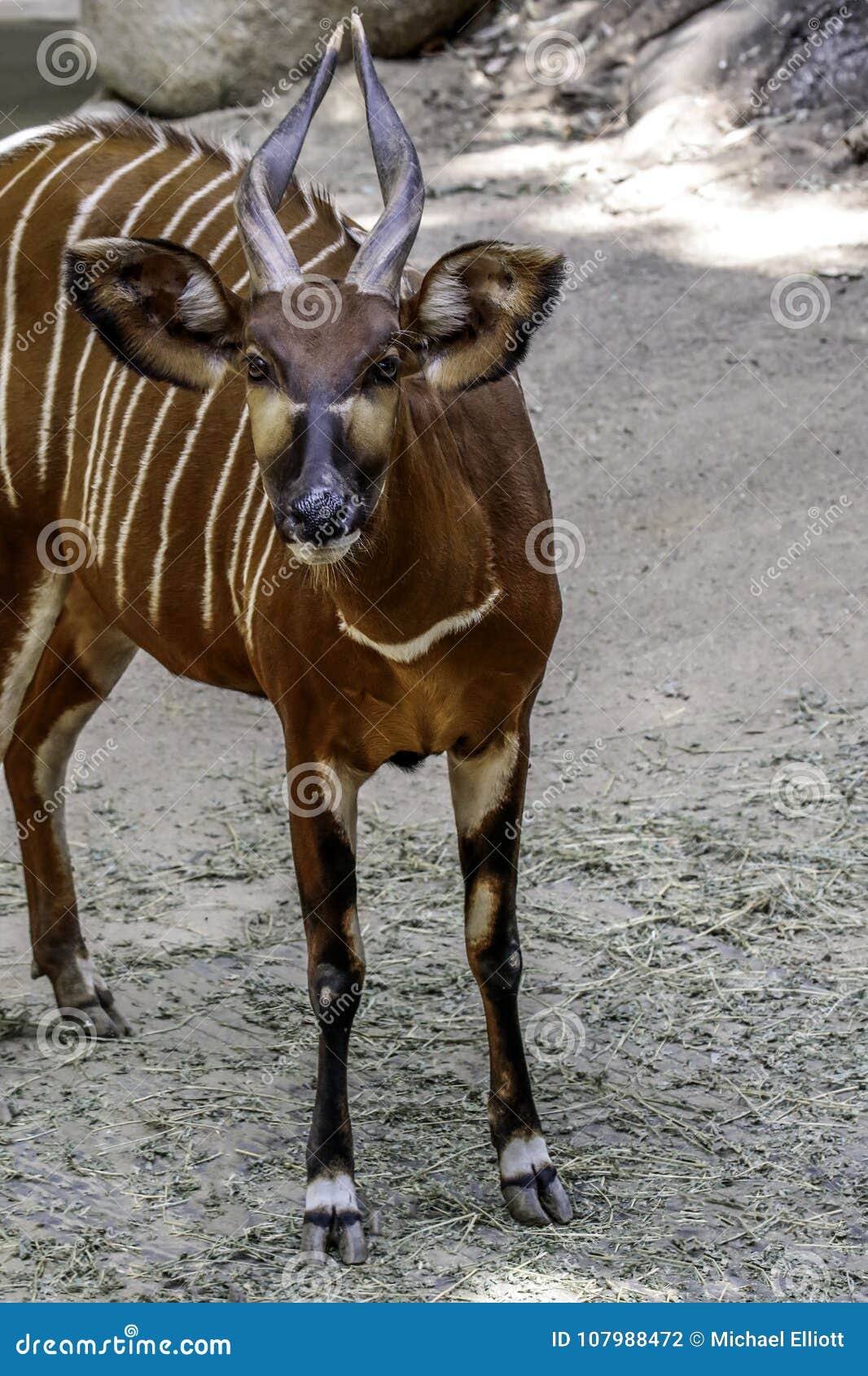 Bongo Antelope stock photo. Image of antelope, gentle - 107988472