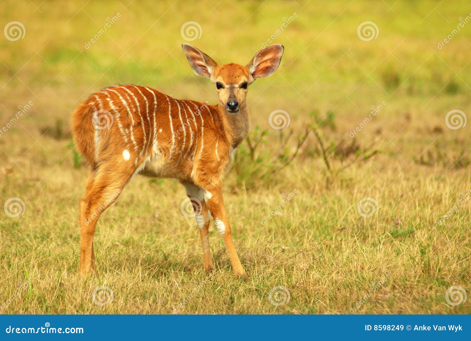 African Antelope Kid (Nyala) Stock Image - Image of full, animals: 8598249
