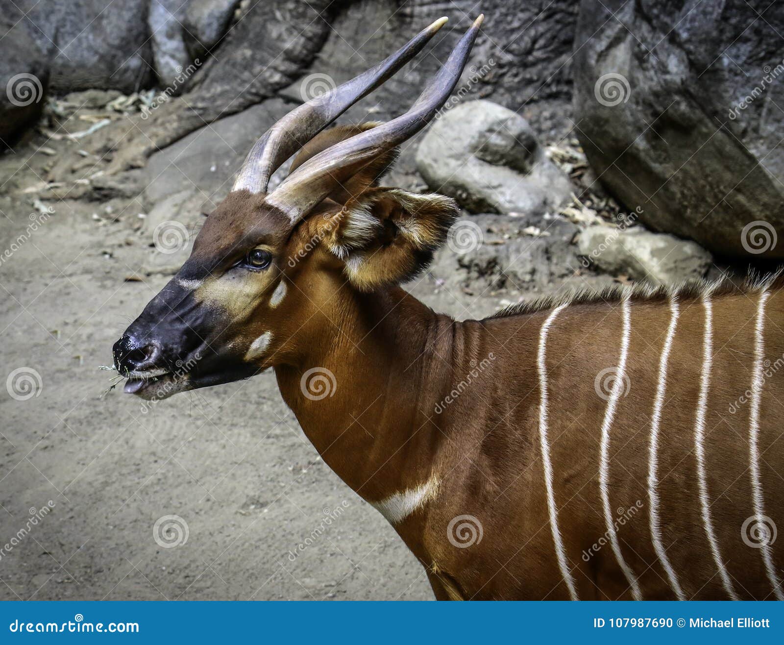 Bongo Antelope stock photo. Image of antelope, herbivore - 107987690