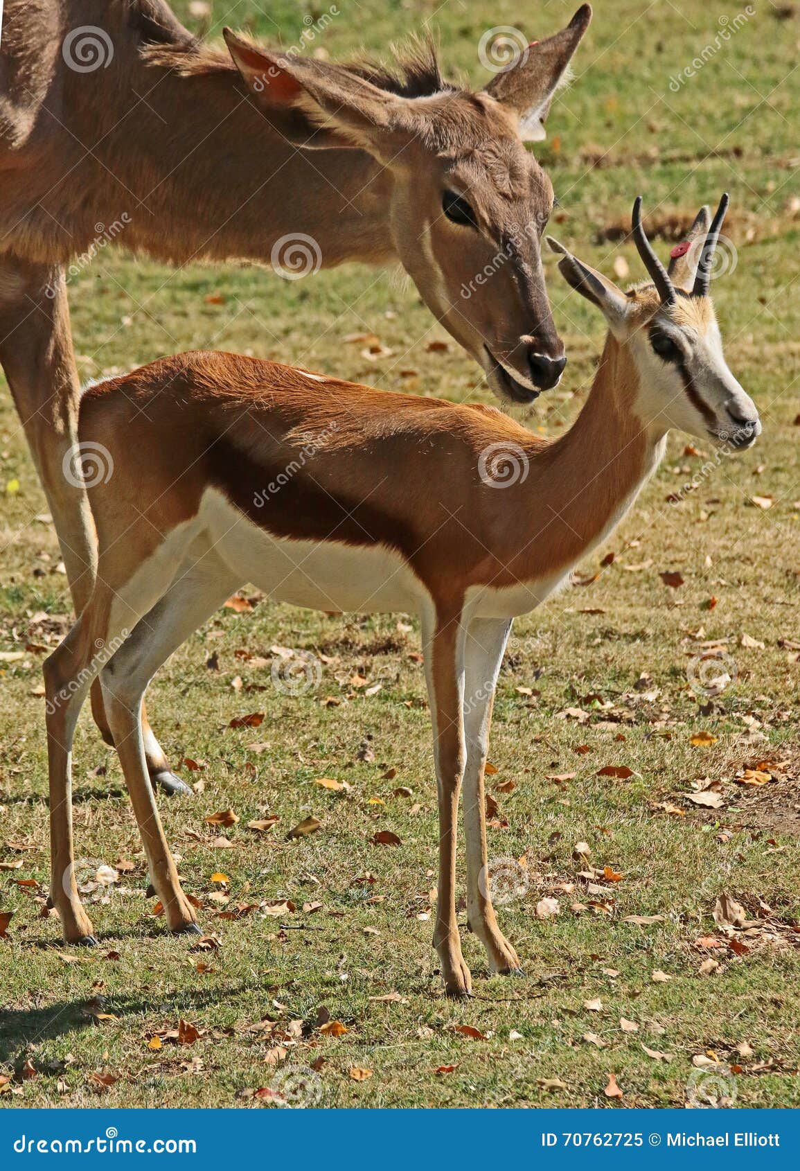 African Antelope stock image. Image of relaxed, large - 70762725
