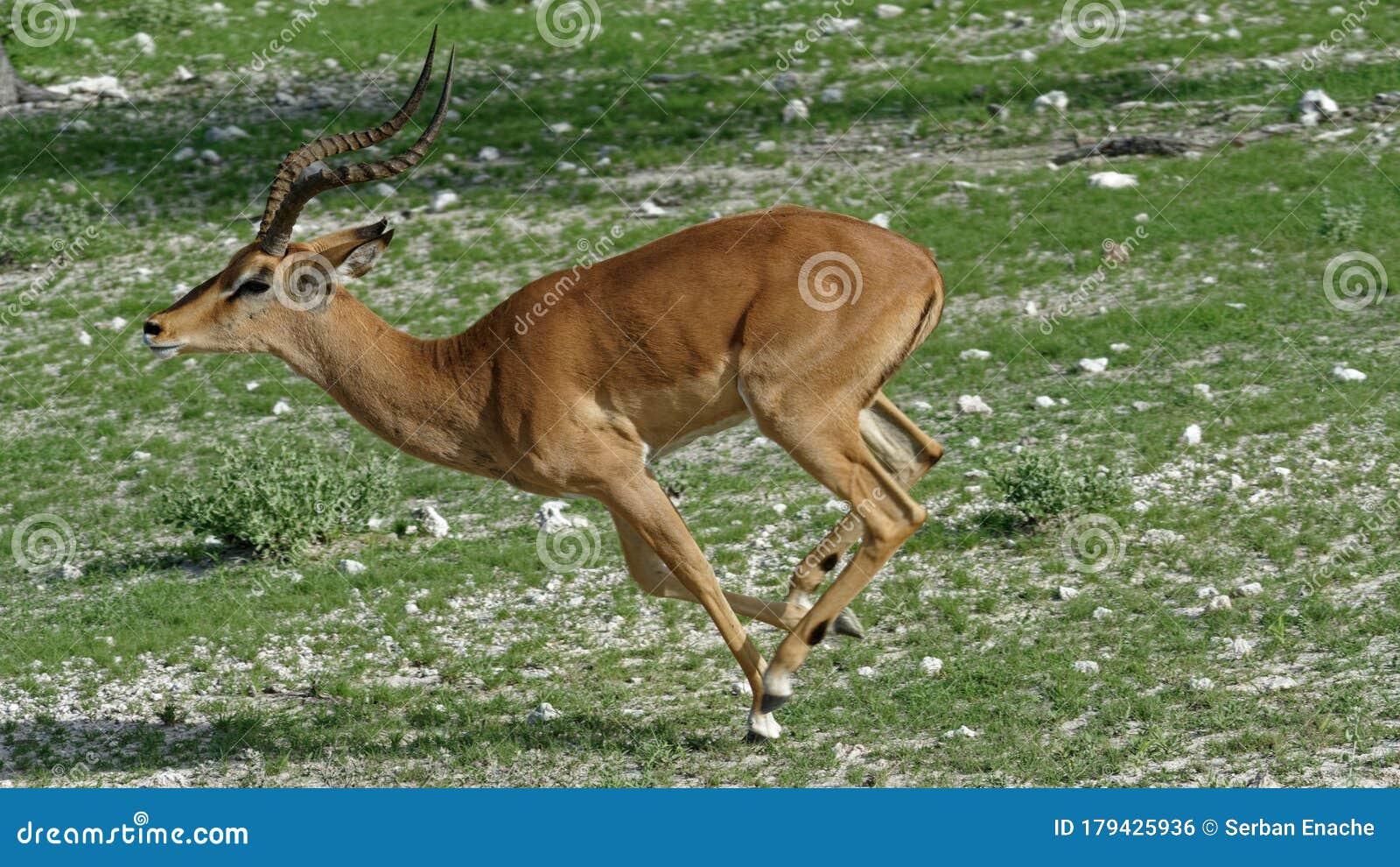 Running antelope stock photo. Image of nature, watering - 179425936