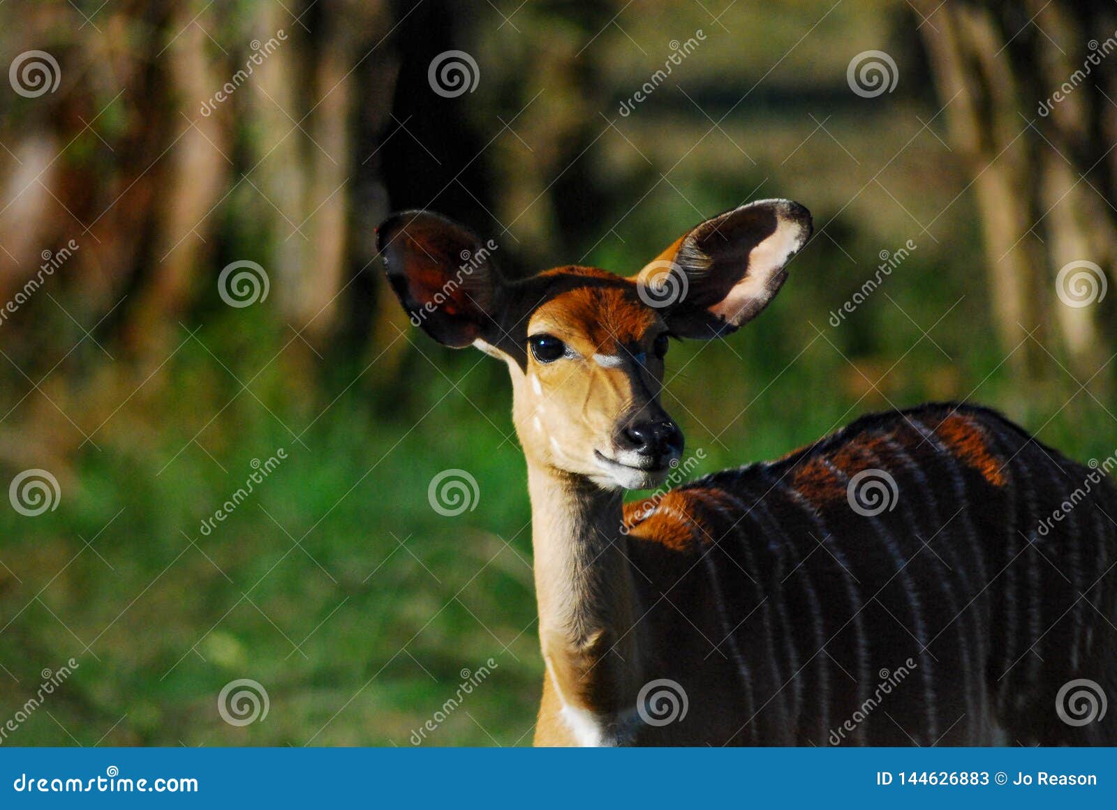 African Antilope Royalty-Free Stock Photo | CartoonDealer.com #11121981