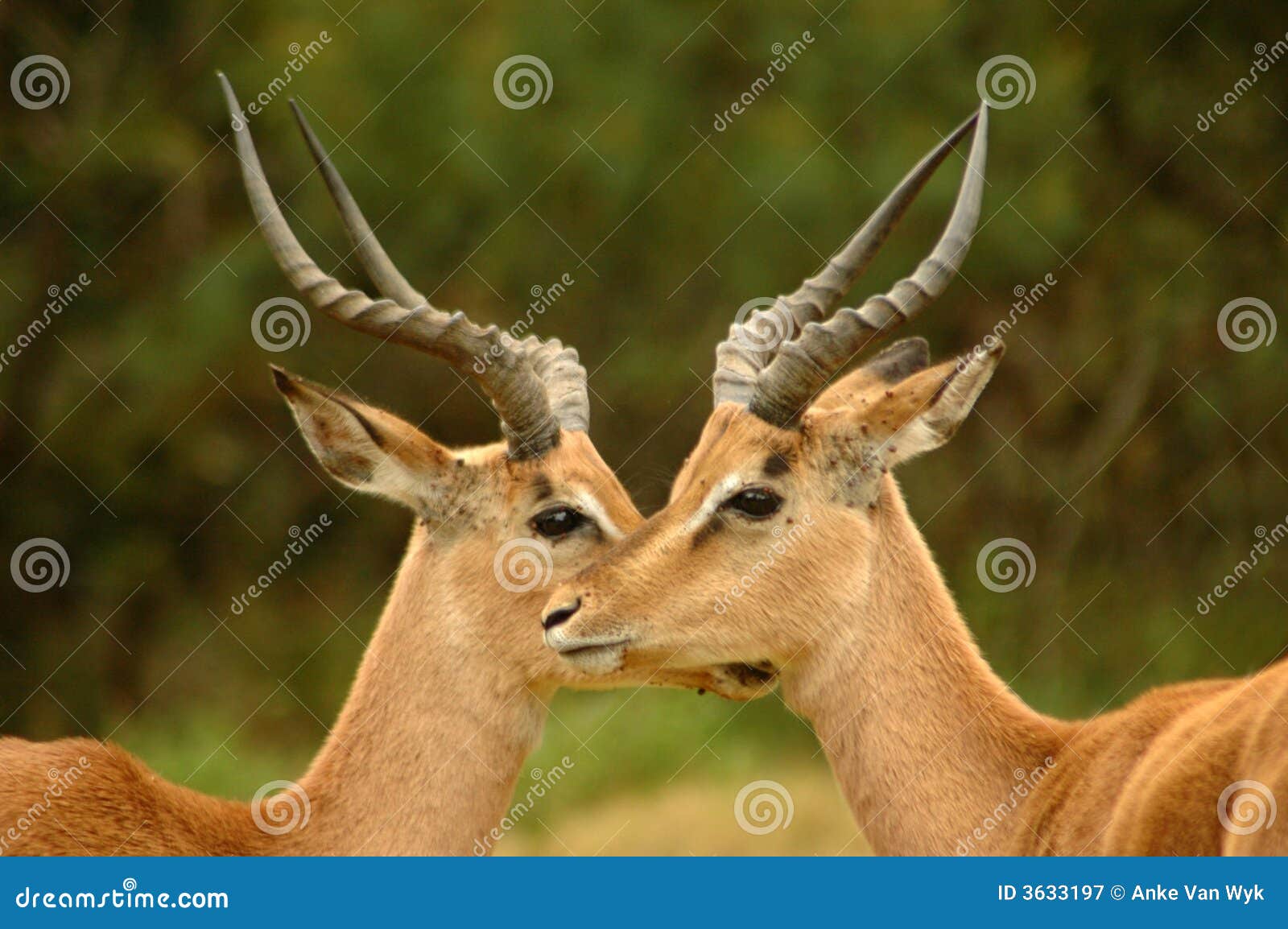 African antelopes stock image. Image of aepyceros, herbivores - 3633197