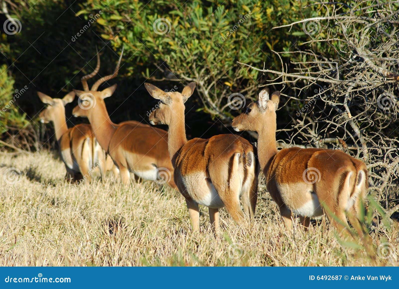 African antelopes stock image. Image of herbivores, herds - 6492687