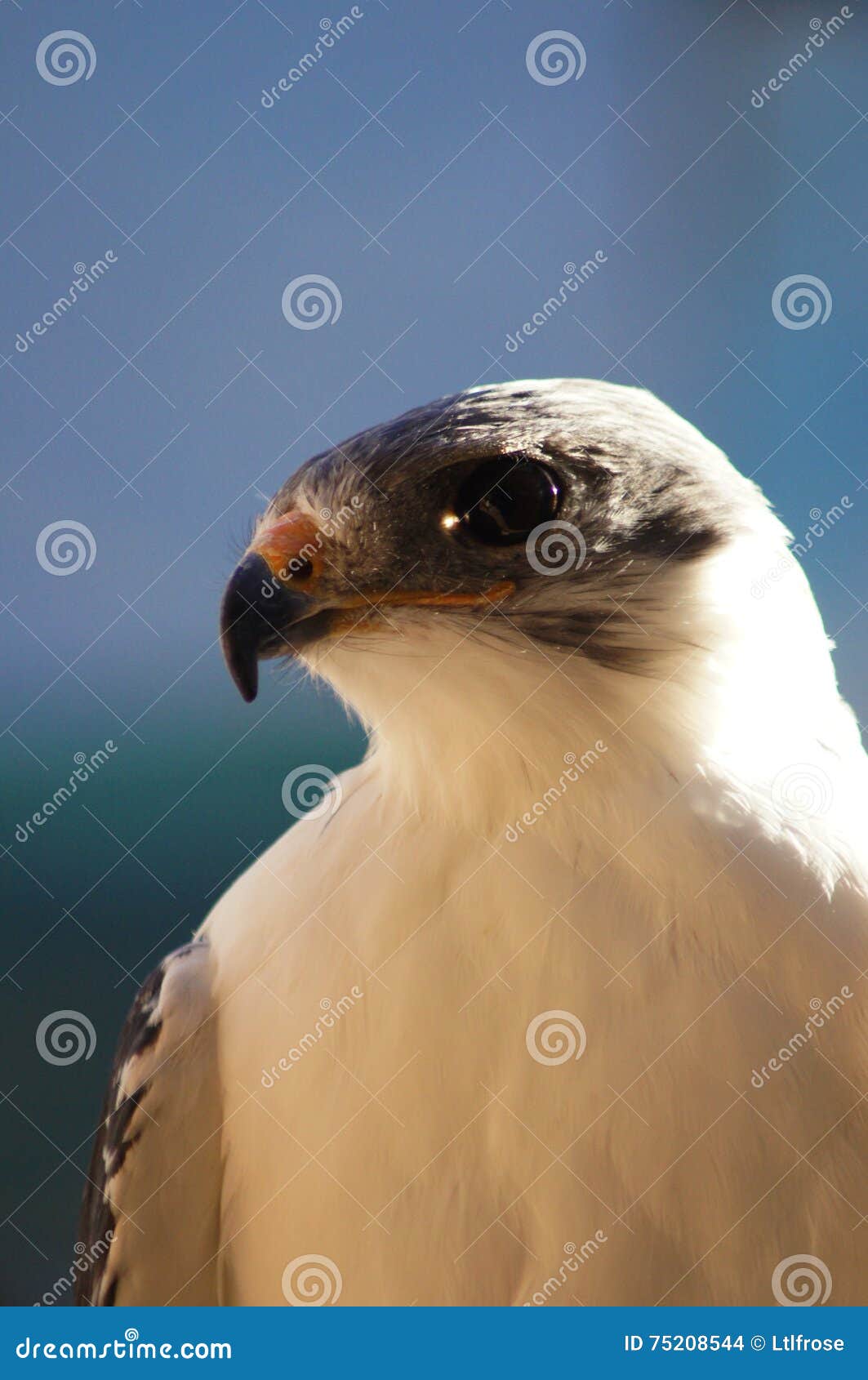 African Augur stock photo. Image of beak, close, bird - 75208544