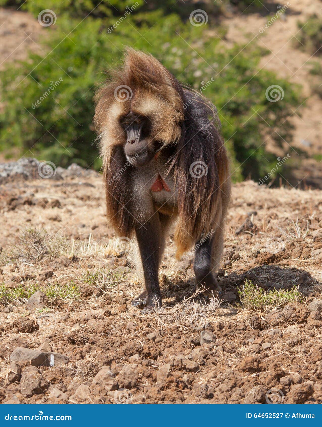 African Baboon Monkey Ape Wild Red Sand And Stones Royalty-Free Stock ...