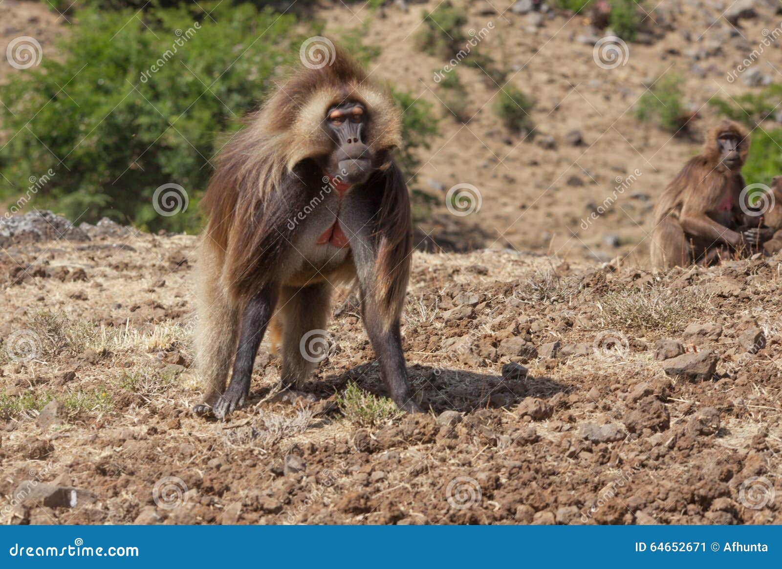 African Baboon Monkey Ape Wild Red Sand And Stones Royalty-Free Stock ...