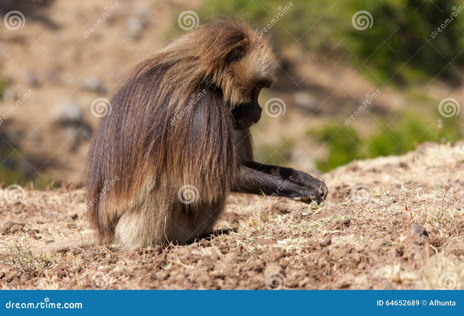 African Baboon Monkey Ape Wild Red Sand And Stones Royalty-Free Stock ...