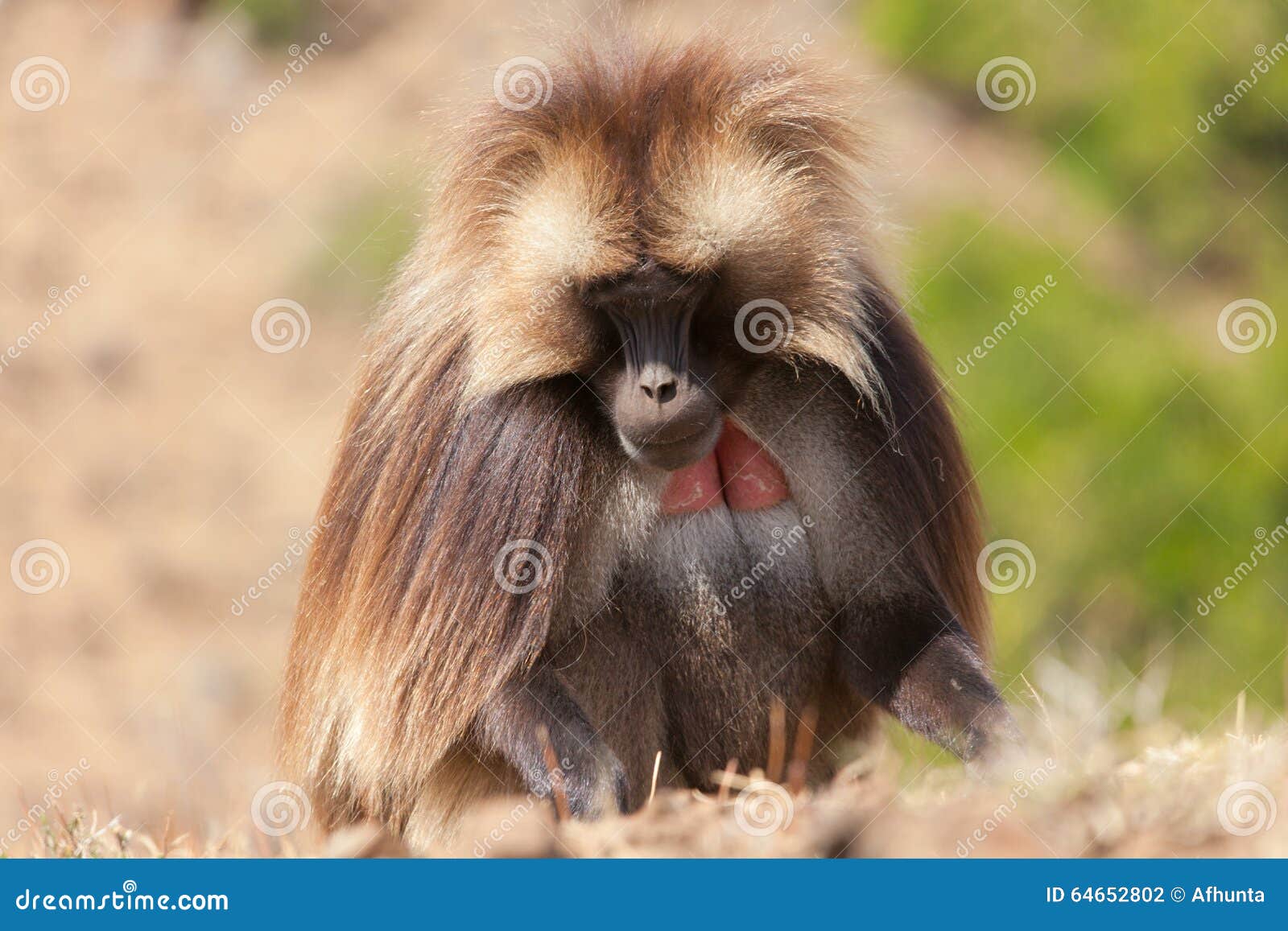 African Baboon Monkey Ape Wild Red Sand And Stones Royalty-Free Stock ...