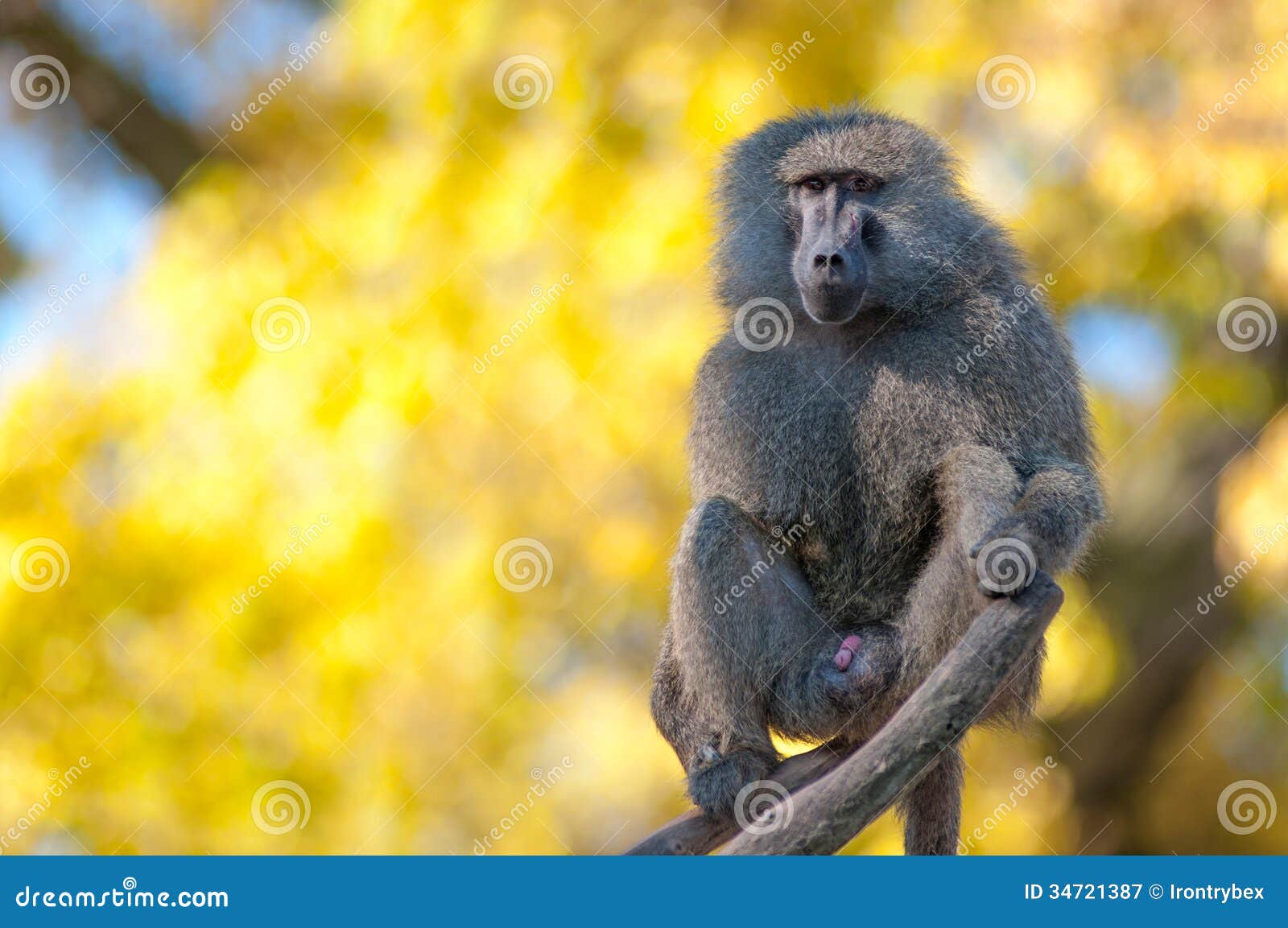 African baboon monkey stock image. Image of protected - 34721387
