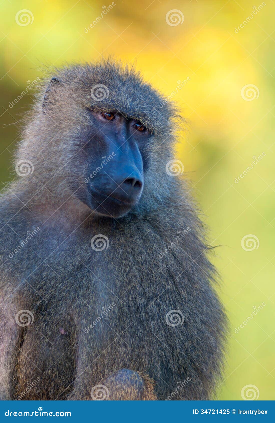 African baboon monkey stock image. Image of plains, game - 34721425