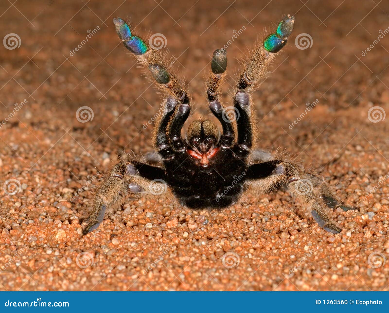 African baboon spider stock photo. Image of desert, aggression - 1263560