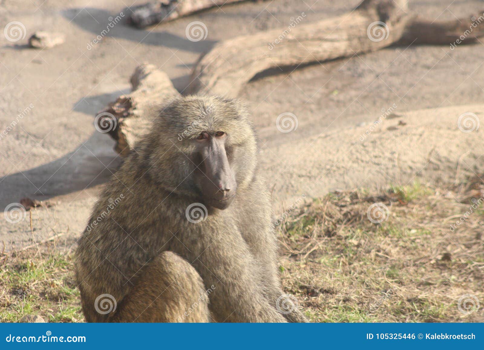 Baboon Photographs from Various Angles Stock Photo - Image of baboons ...