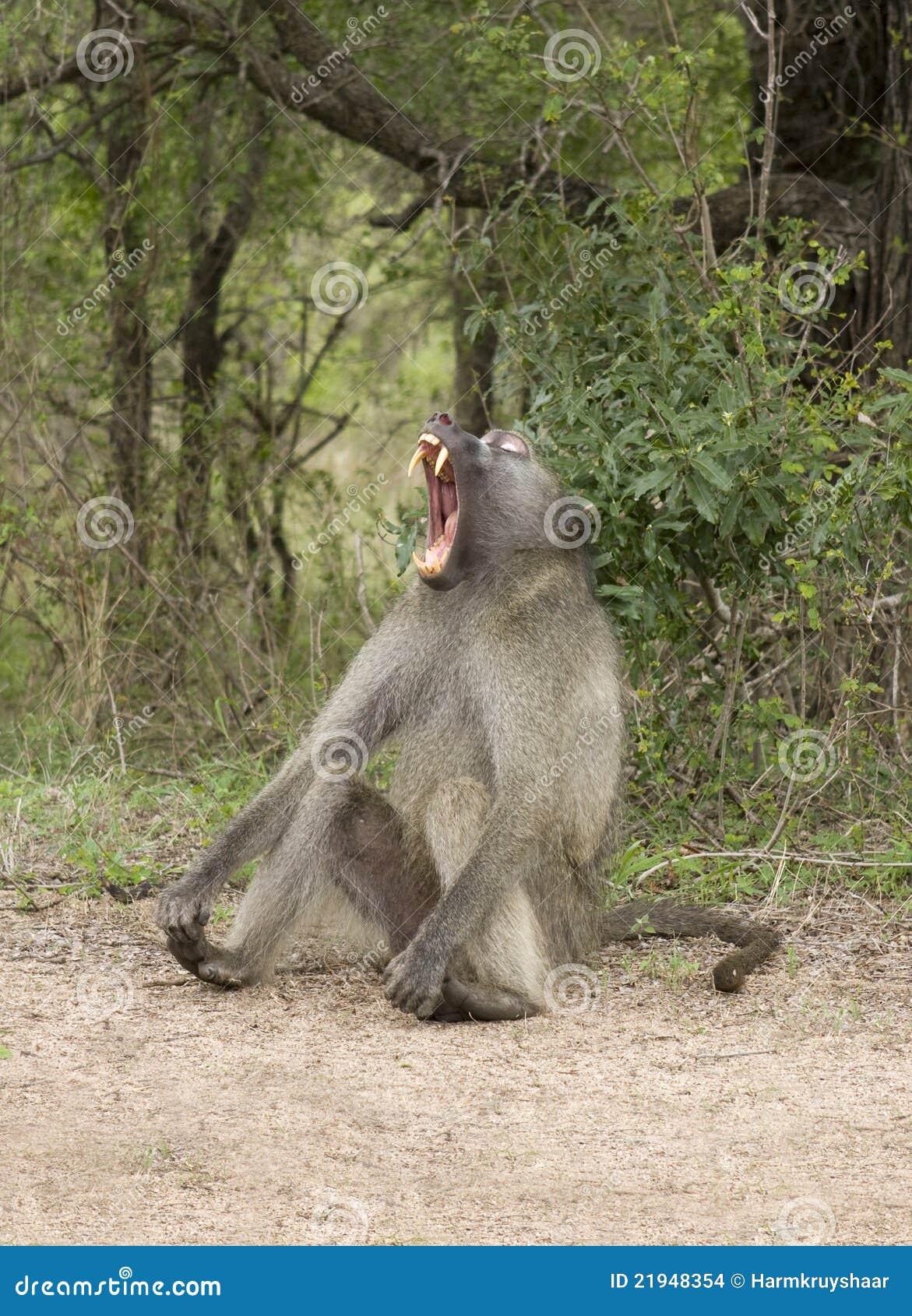 African Baboon Monkey Ape Wild Red Sand And Stones Royalty-Free Stock ...