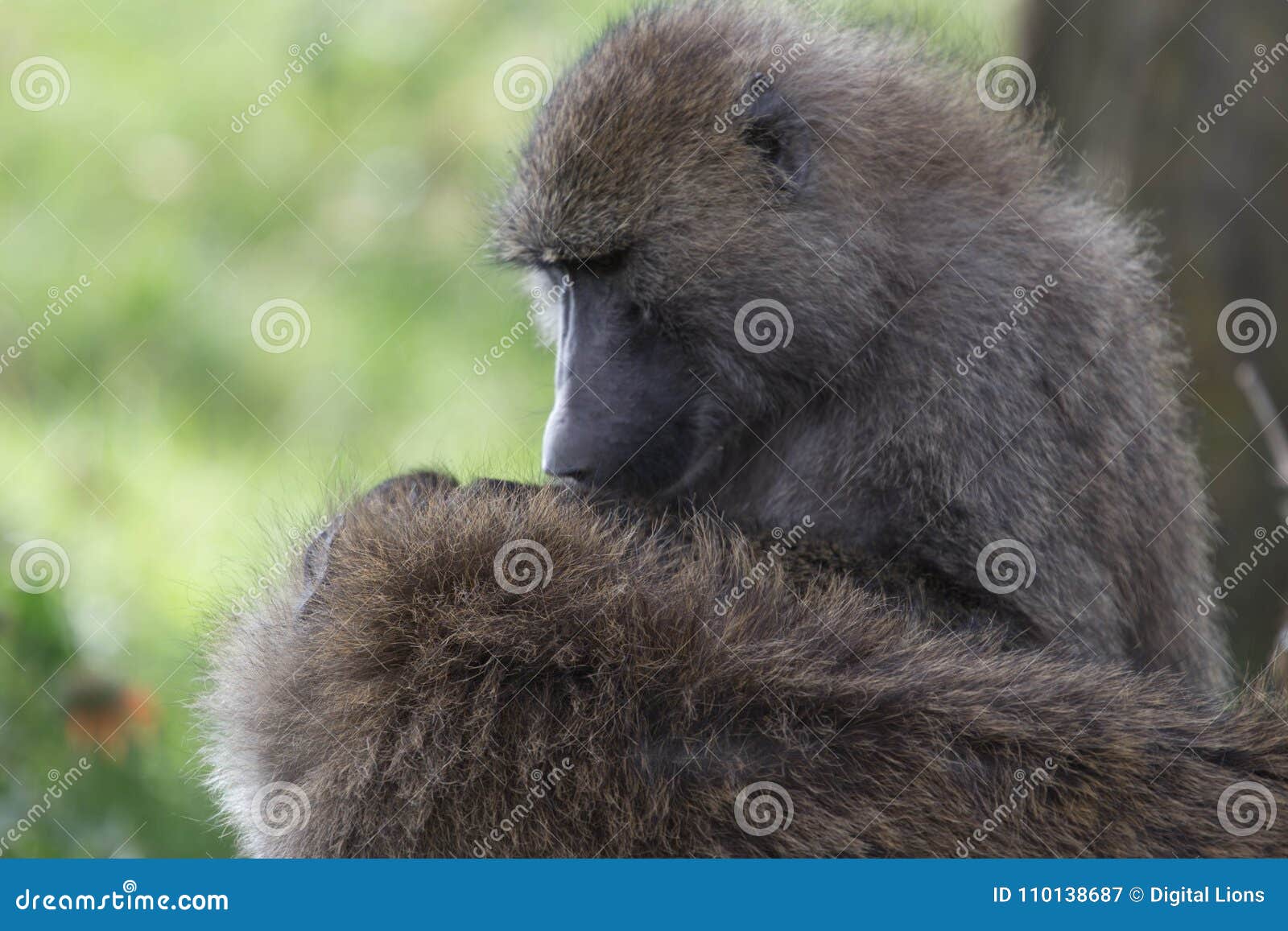 African Baboons stock image. Image of close, monkey - 110138687