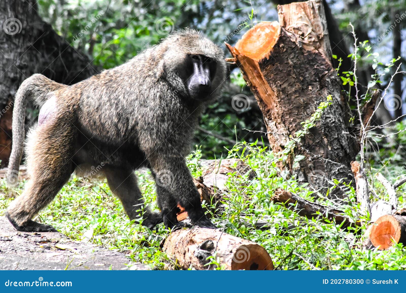 African Baboons in the Forest Stock Photo - Image of squirrel, wildlife ...
