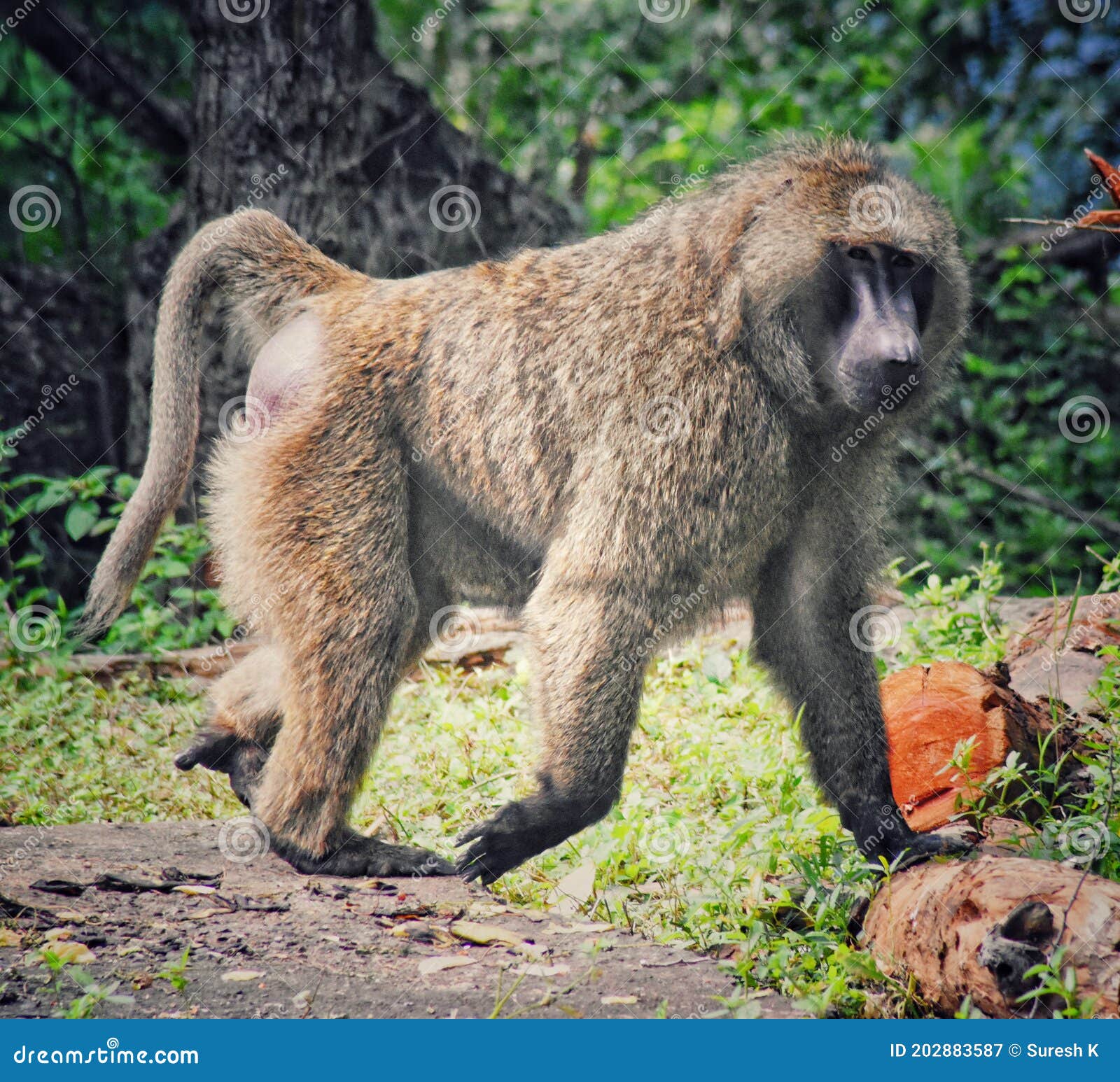 African Baboons Walking in the Forest Stock Image - Image of walking ...