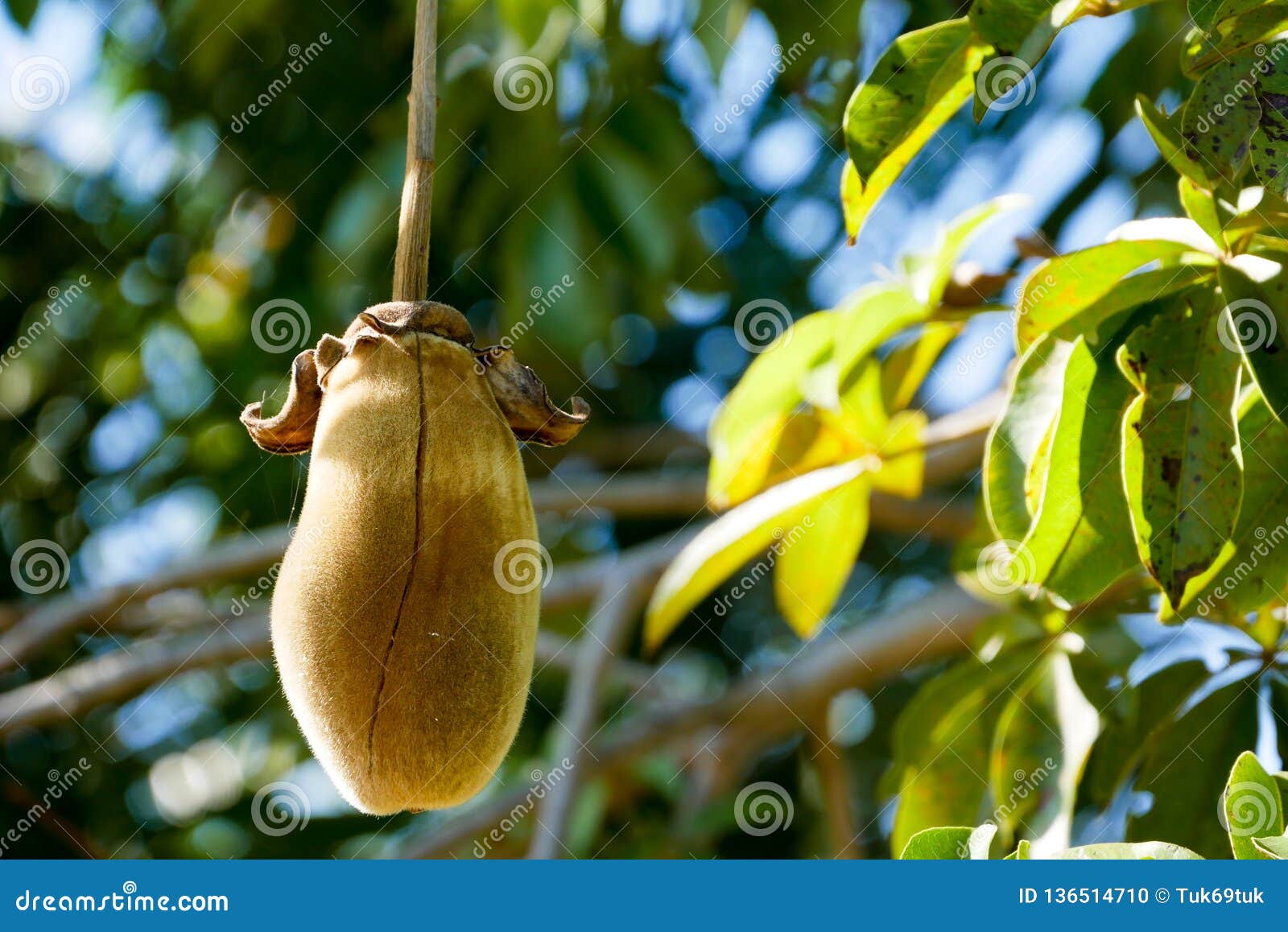 African Baobab Fruit or Monkey Bread Stock Photo - Image of vitamin ...