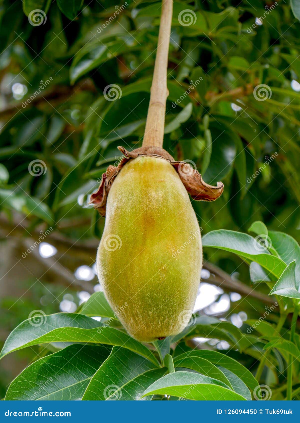 African Baobab Fruit or Monkey Bread Stock Photo - Image of super, seed ...