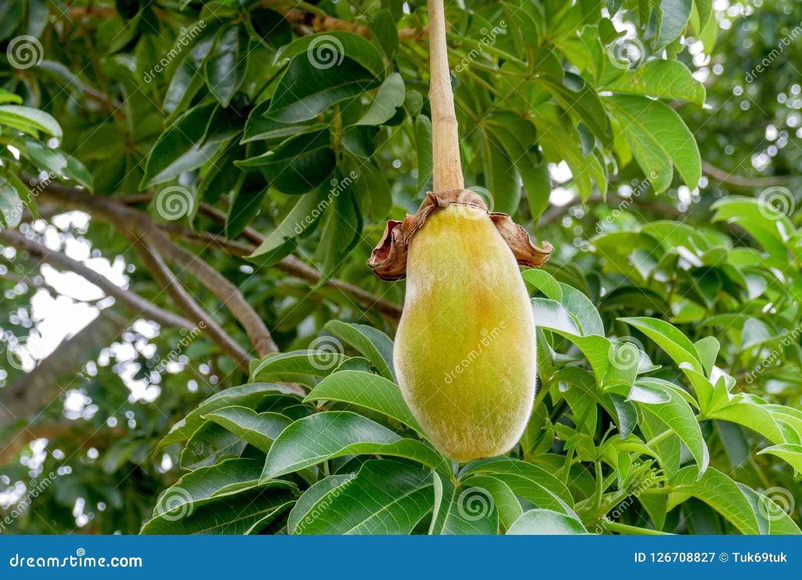 African Baobab Fruit or Monkey Bread Stock Image - Image of large ...