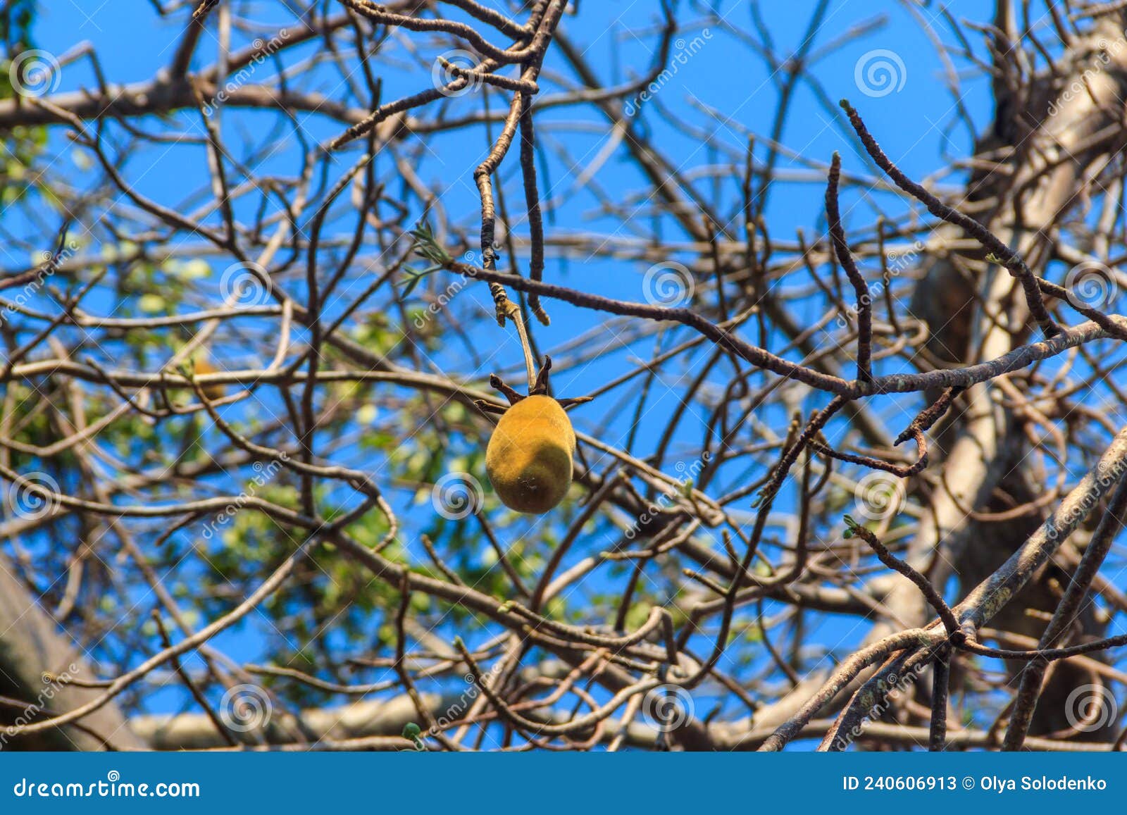 African Baobab Fruit or Monkey Bread Growing on Baobab Tree Adansonia ...
