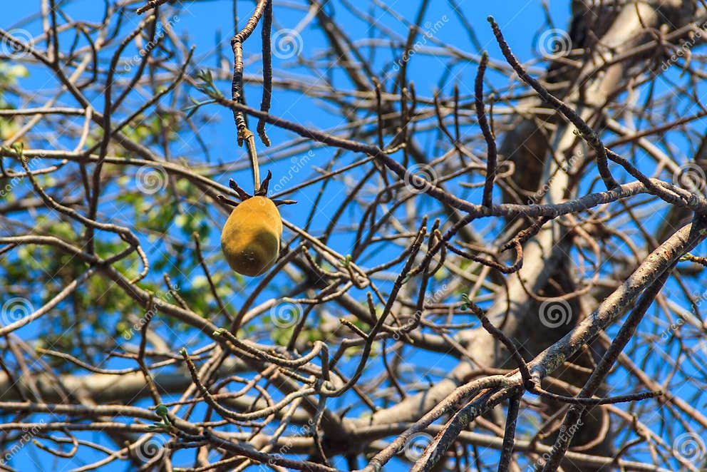 African Baobab Fruit or Monkey Bread Growing on Baobab Tree Adansonia ...
