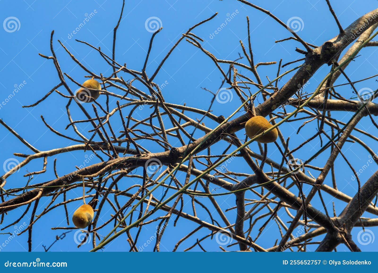 African Baobab Fruits or Monkey Bread Growing on Baobab Tree Adansonia ...