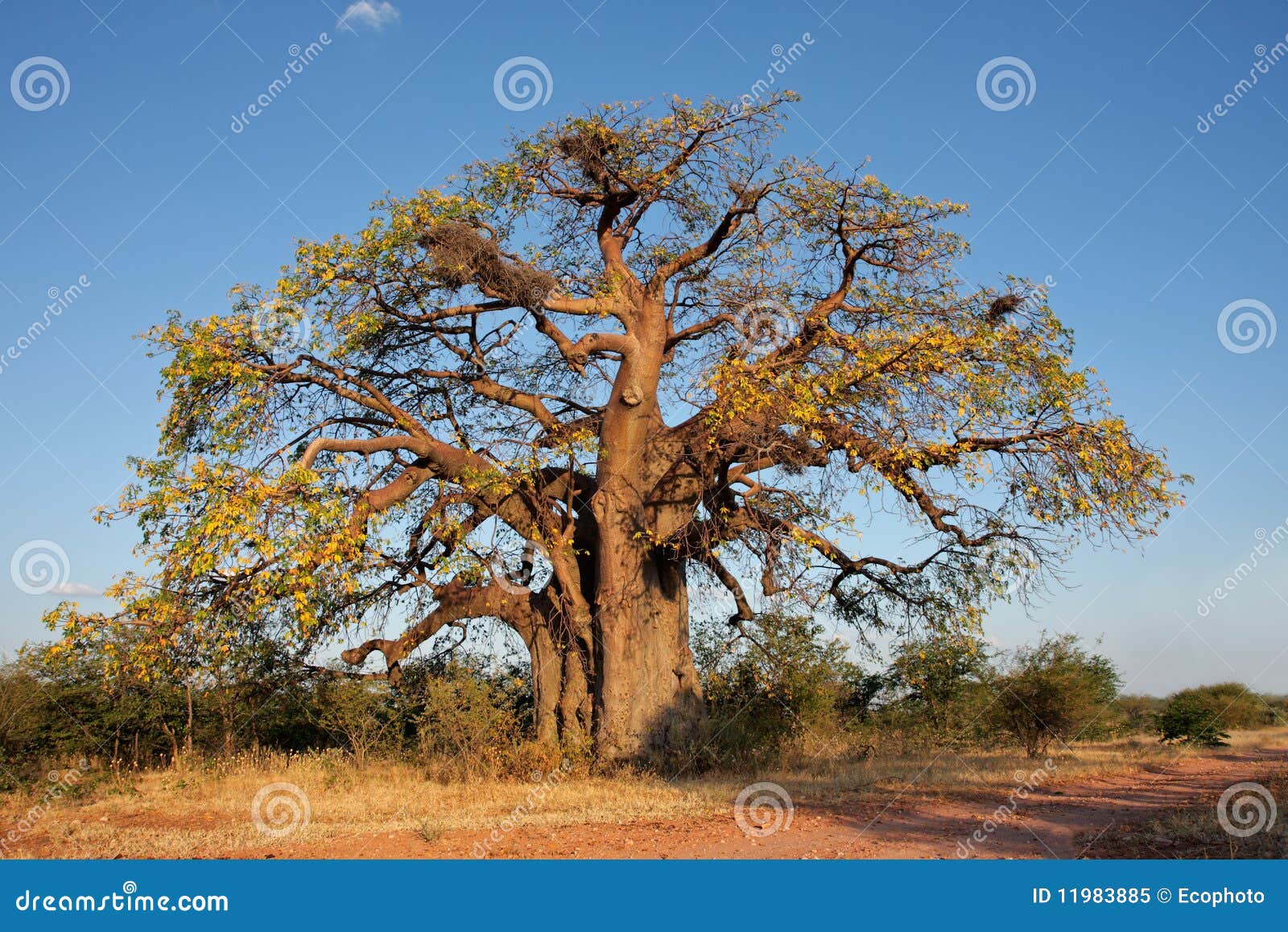 African baobab tree stock image. Image of wilderness - 11983885 African baobab tree stock image. Image of wilderness - 11983885