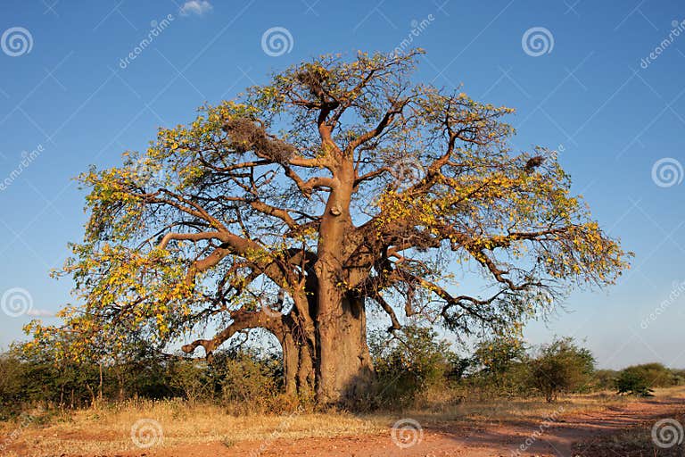 African baobab tree stock image. Image of wilderness - 11983885