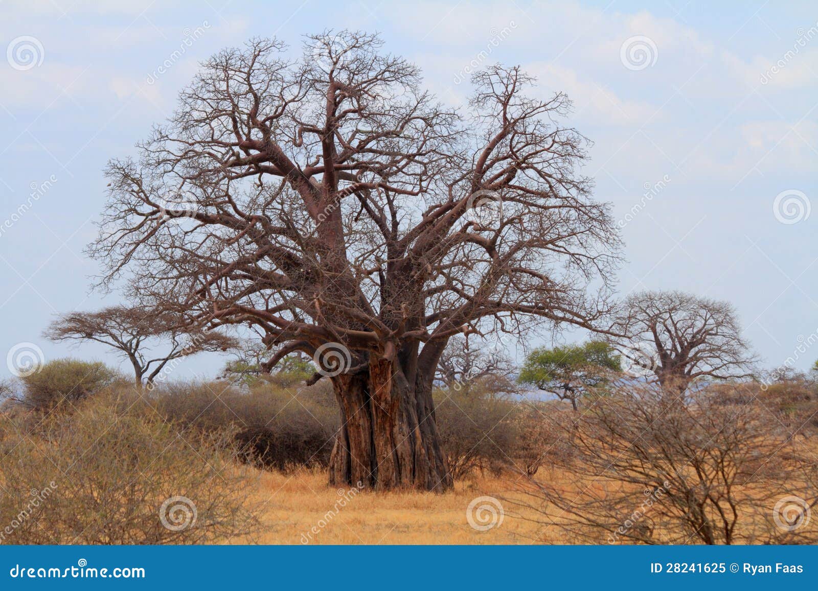 African Baobab Tree (Adansonia Digitata) Stock Image - Image of bush ...