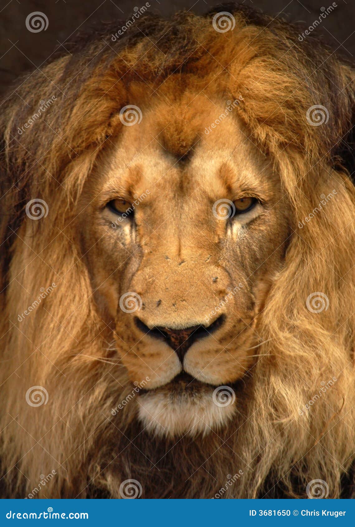 African Barbary Lion stock photo. Image of king, look - 3681650