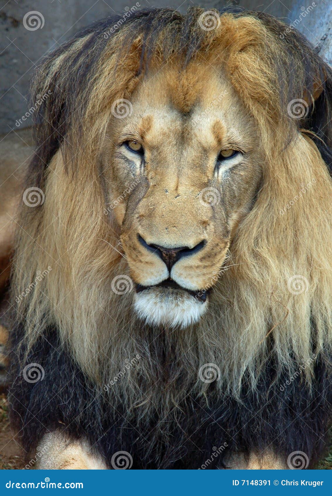 African Barbary Lion stock image. Image of mammalia, aggressive - 7148391