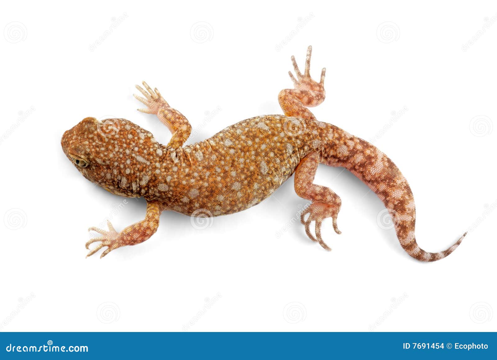 African barking gecko stock photo. Image of reptile, environment - 7691454