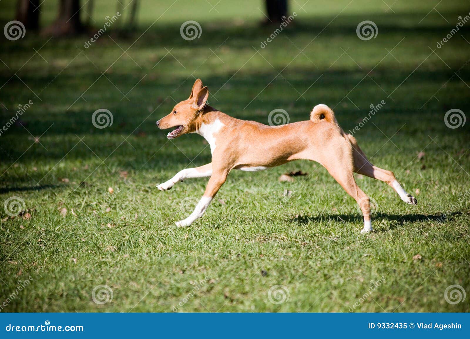 African basenji stock image. Image of leisure, grass, play - 9332435