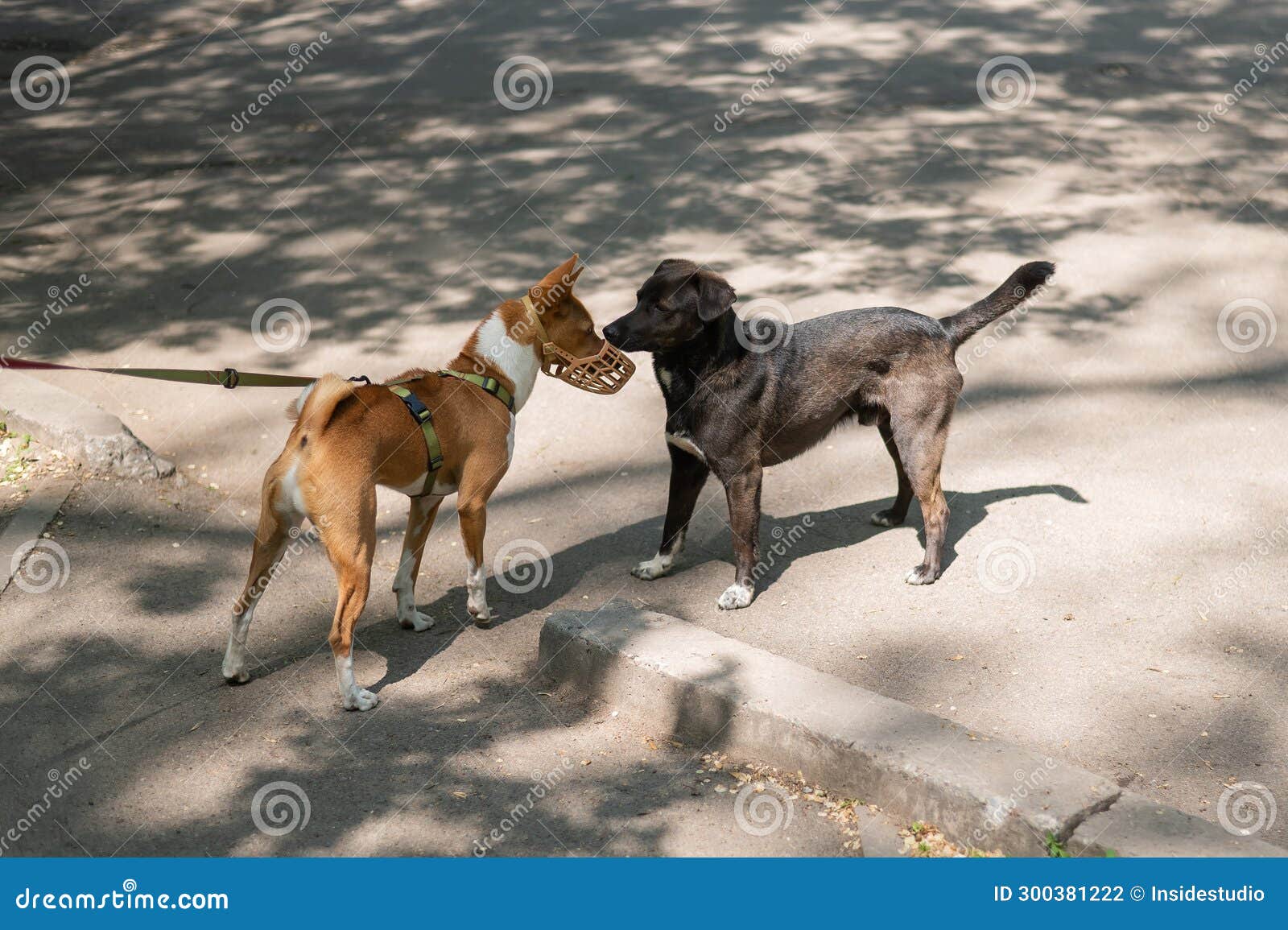 African Basenji Dog in a Muzzle Plays with a Stray Dog on a Walk. Stock ...