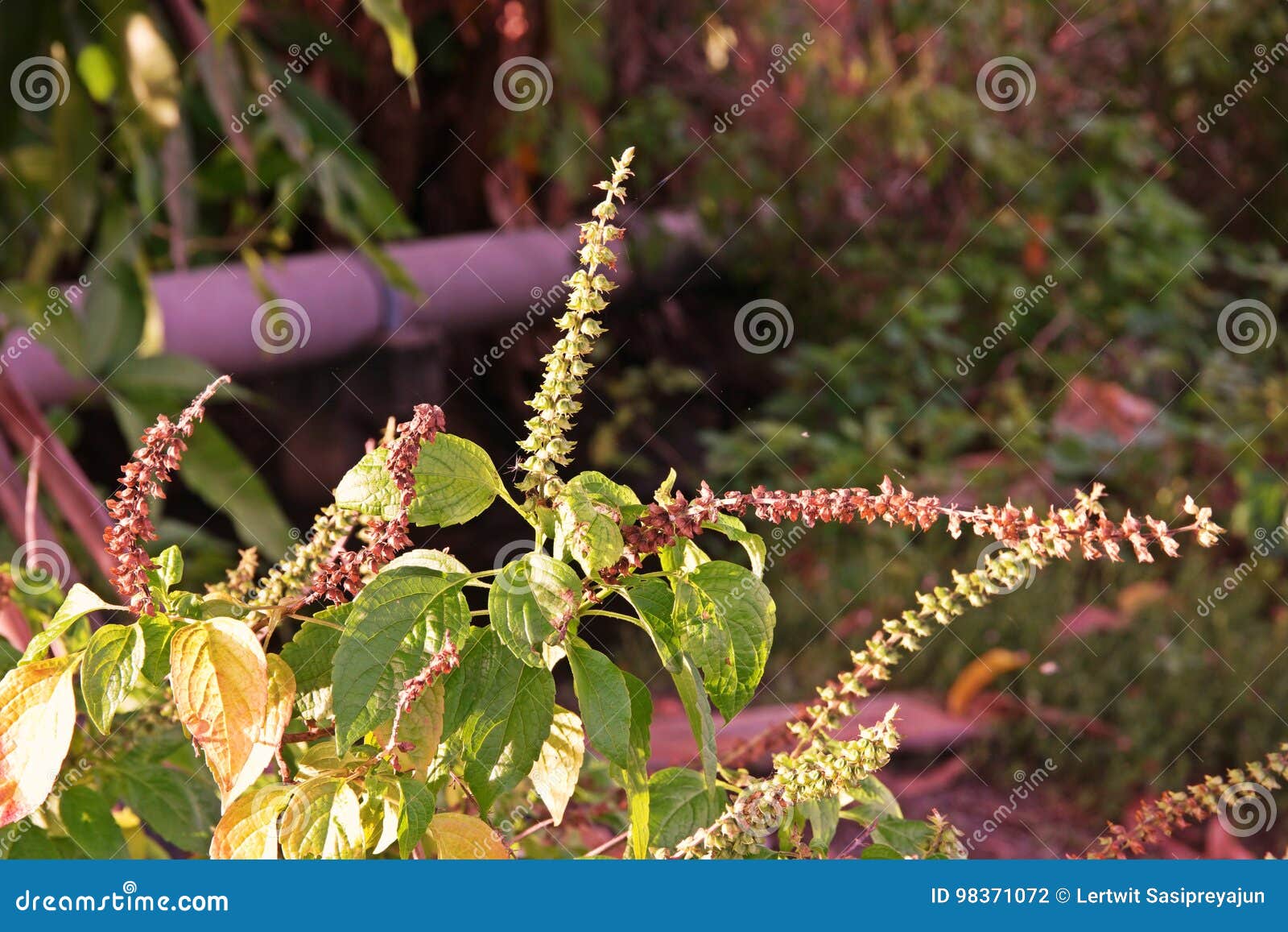 African Basil or Wild Basil Stock Photo - Image of green, herbal: 98371072