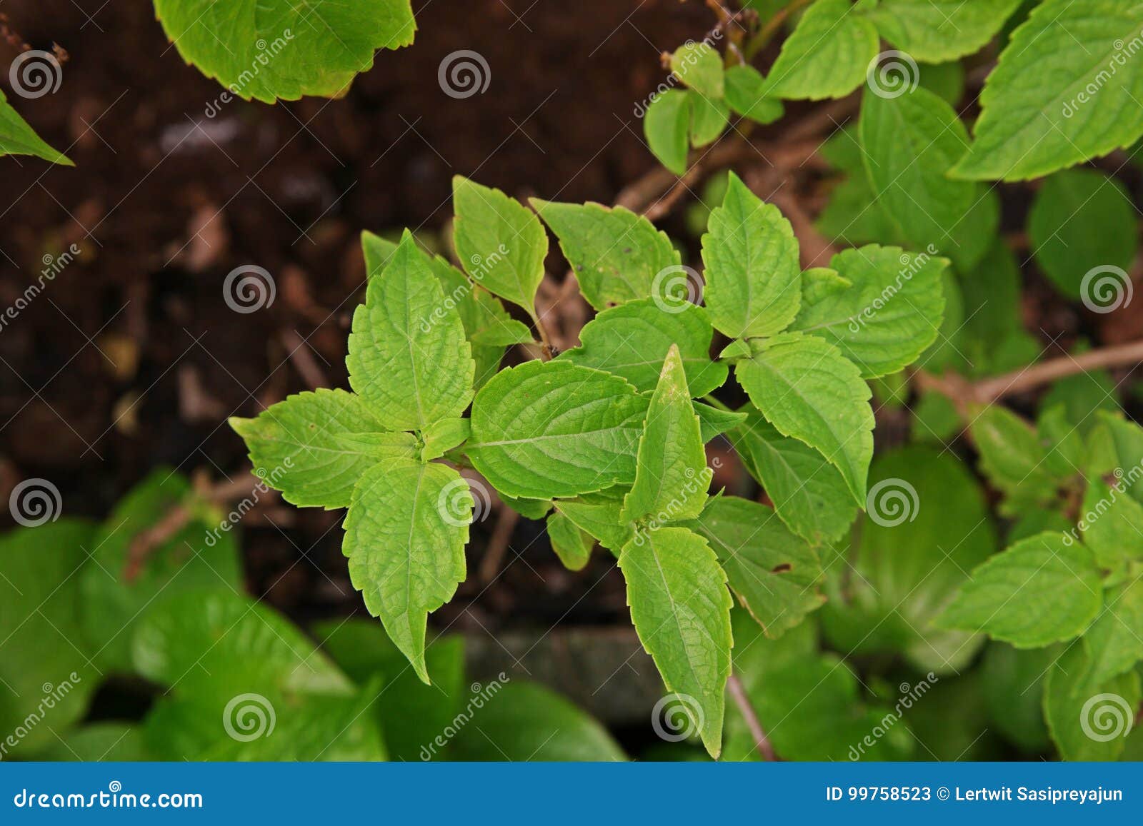 African Basil or Wild Basil Stock Image - Image of flora, cuisine: 99758523
